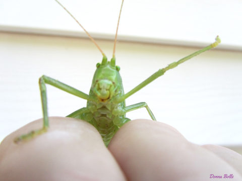 Charlotte Wildlife Stewards | Chapter of the North Carolina Wildlife ...
