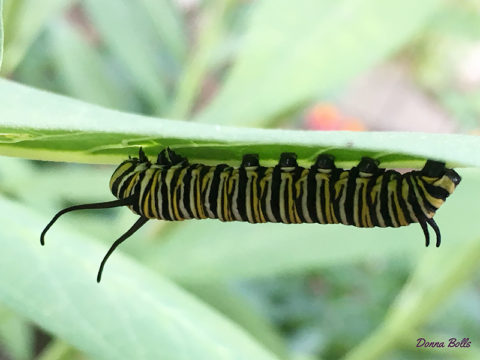 Charlotte Wildlife Stewards | Chapter of the North Carolina Wildlife ...