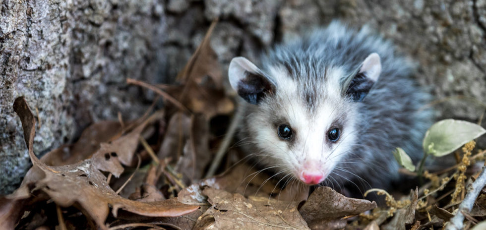 Resources | Charlotte Wildlife Stewards